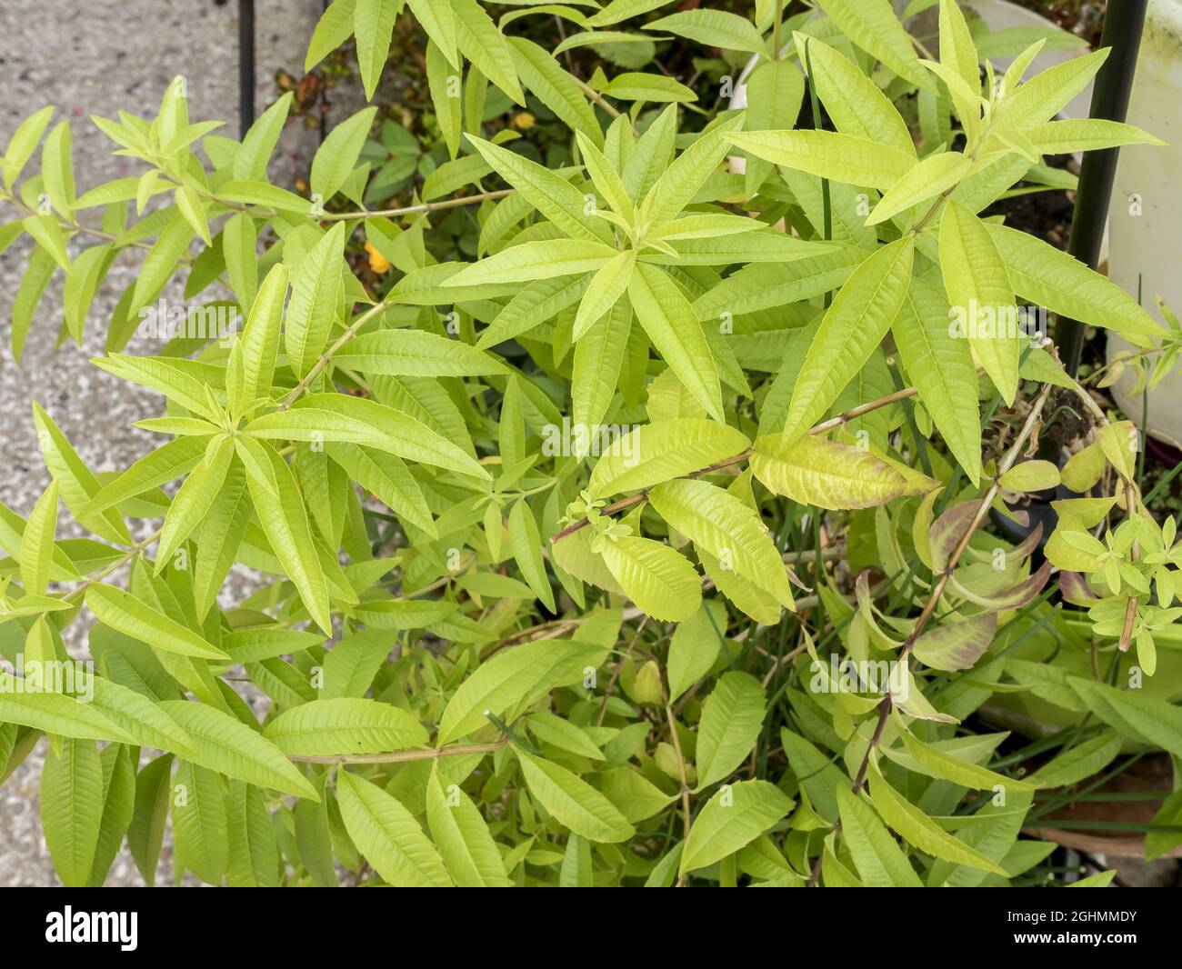 Aloysia triphylla hi-res stock photography and images - Alamy