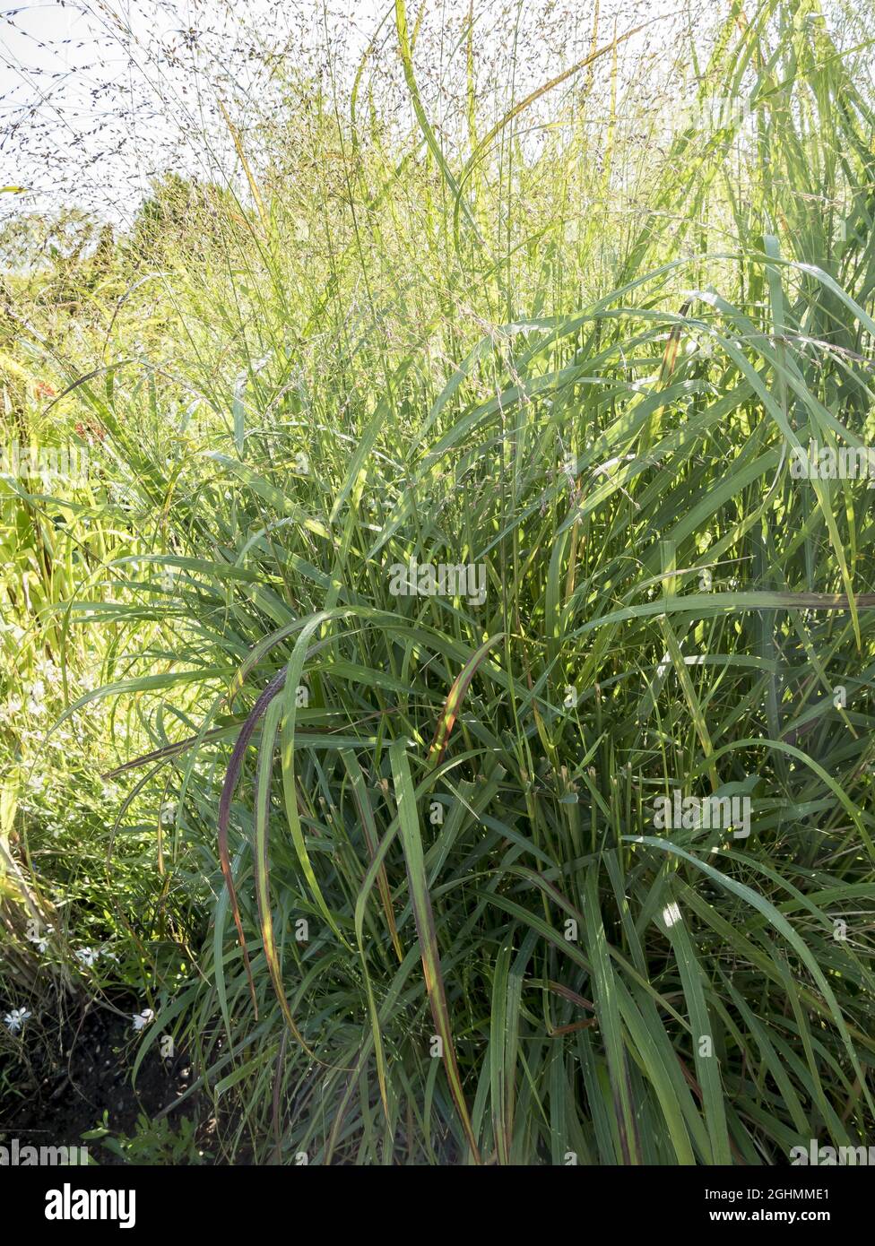 Panicum virgatum 'Heavy Metal' Stock Photo - Alamy