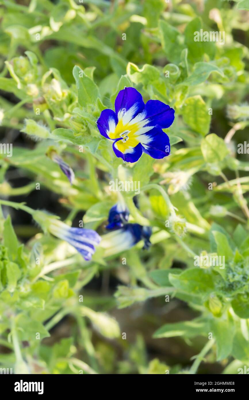 Tricolor Convolvulus High Resolution Stock Photography and Images - Alamy