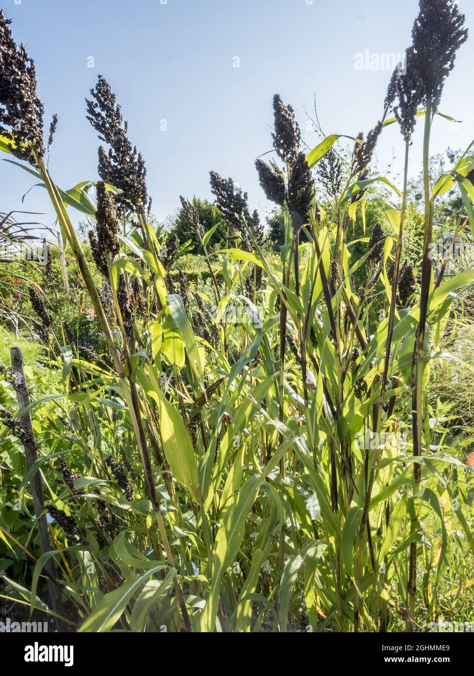 Sorghum Nigrum 'Texas Black' Stock Photo - Alamy