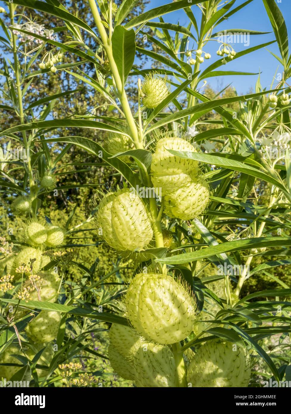 Gomphocarpus Physocarpus High Resolution Stock Photography and Images ...