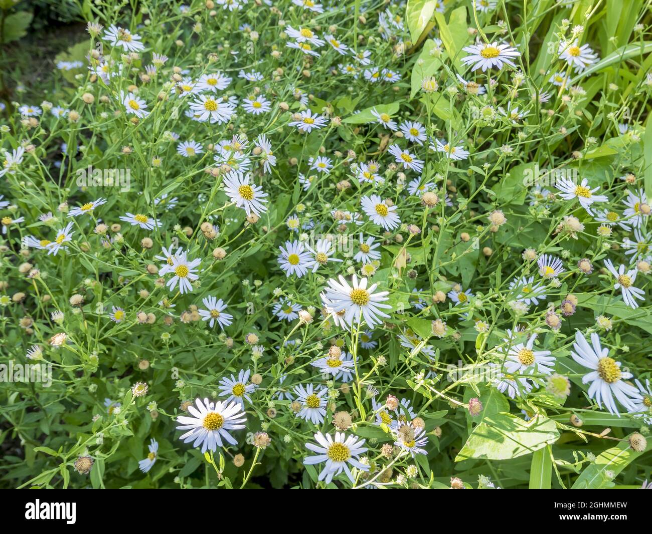 Japanese aster kalimeris aster hi-res stock photography and images - Alamy