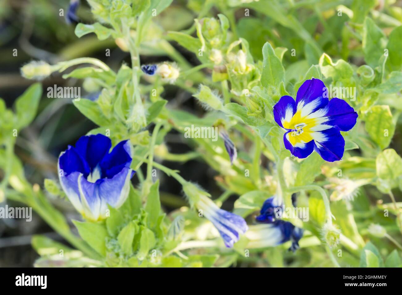 Convolvulus tricolor ?Blue Ensign Stock Photo - Alamy