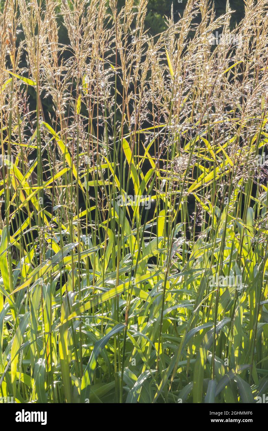 Spodiopogon sibiricus 'West Lake' Stock Photo - Alamy