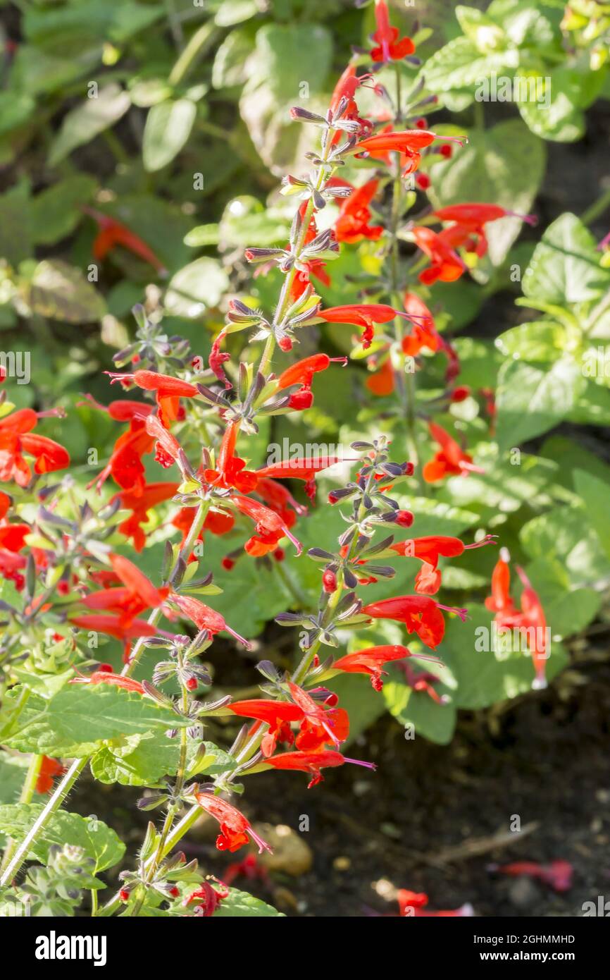 Salvia Coccinea 'Summer Jewel Red' Stock Photo - Alamy