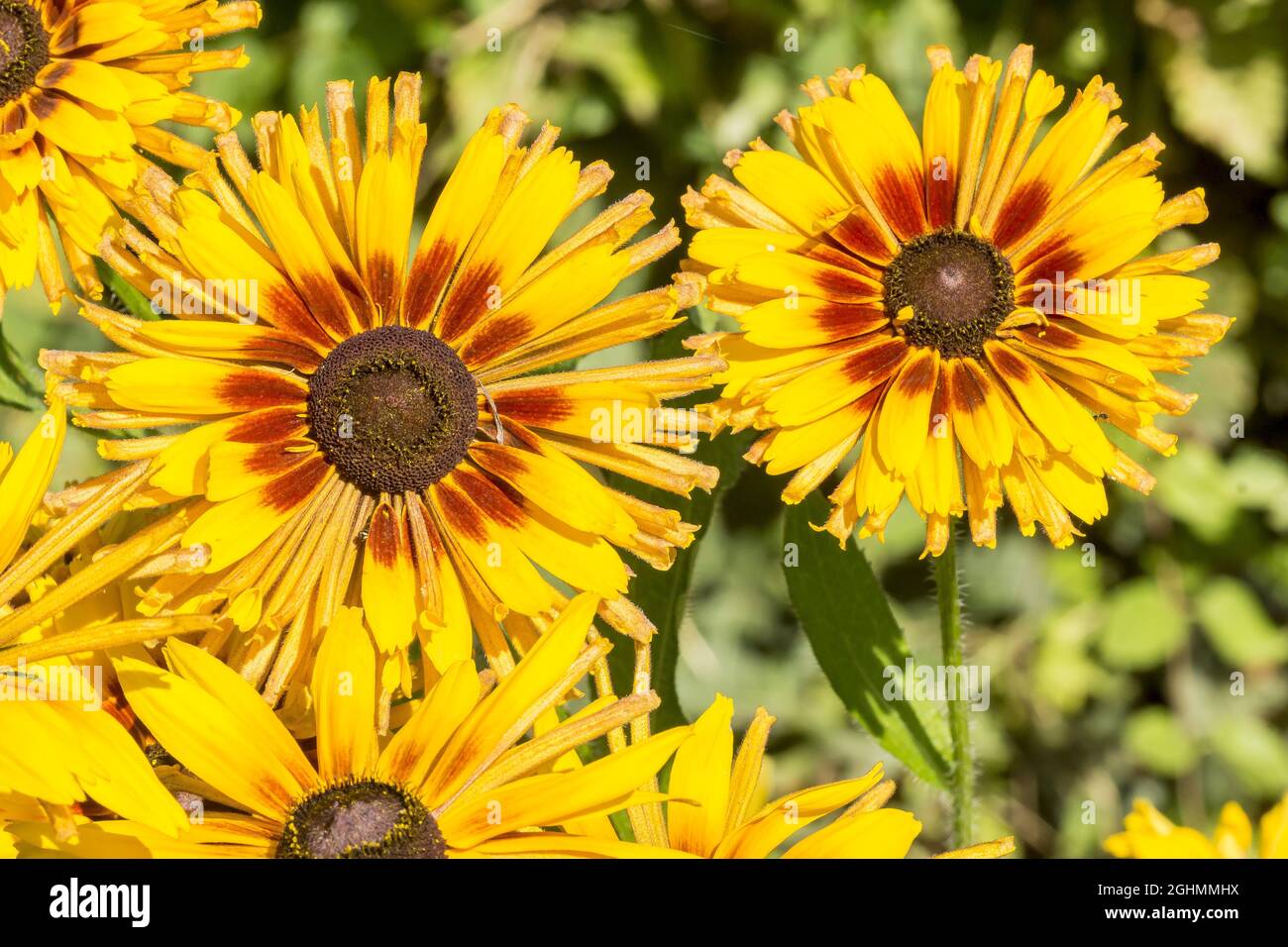 Rudbeckia hirta ?Chim Chiminee Stock Photo - Alamy