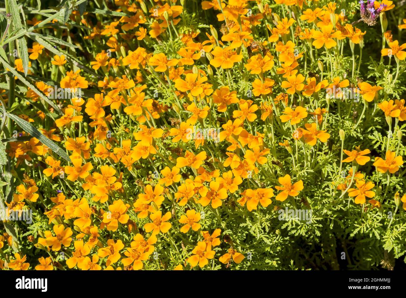 Tagetes Lemon Gem High Resolution Stock Photography and Images - Alamy