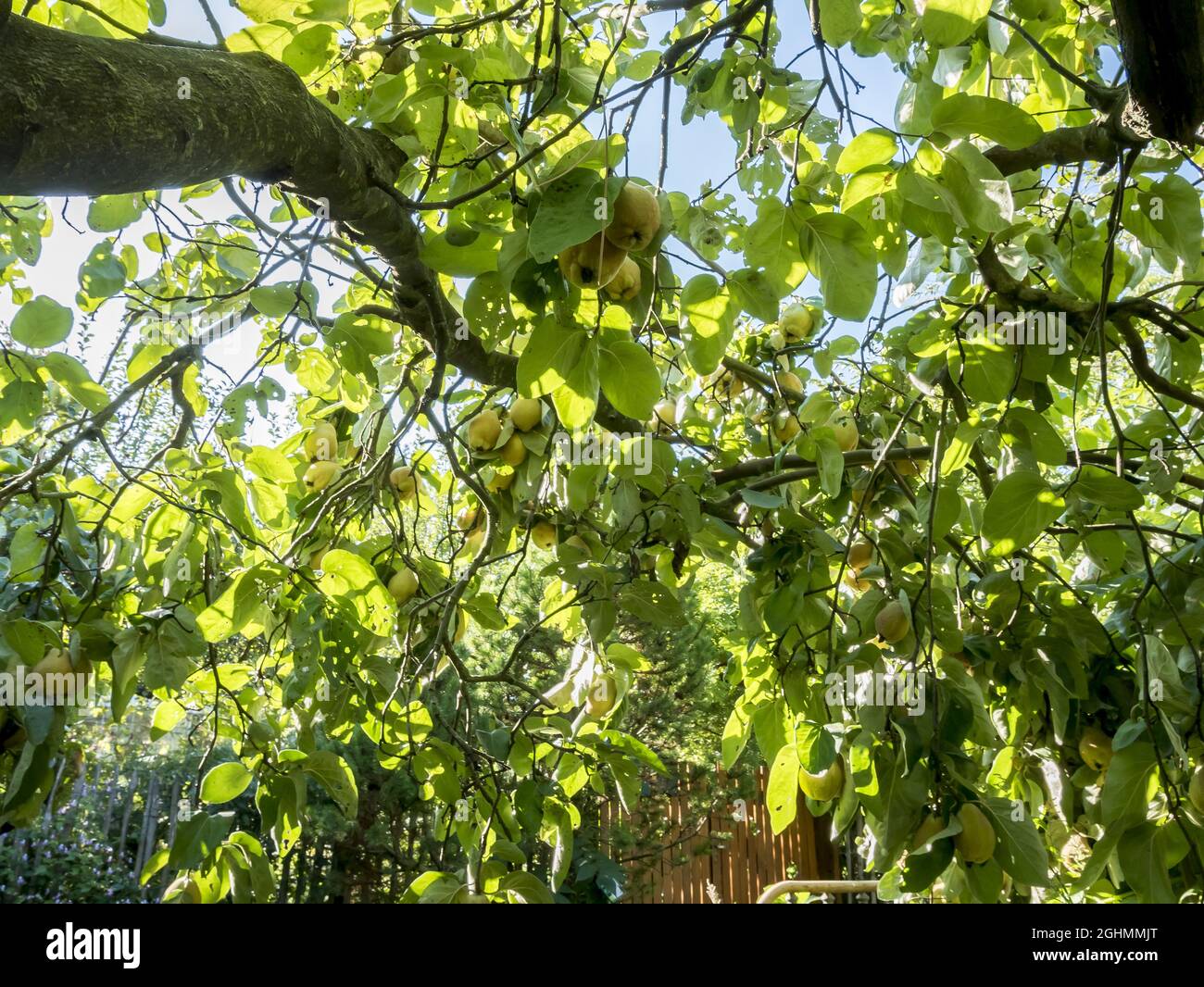 Cydonia oblonga 'Geant de Vranja' Stock Photo - Alamy