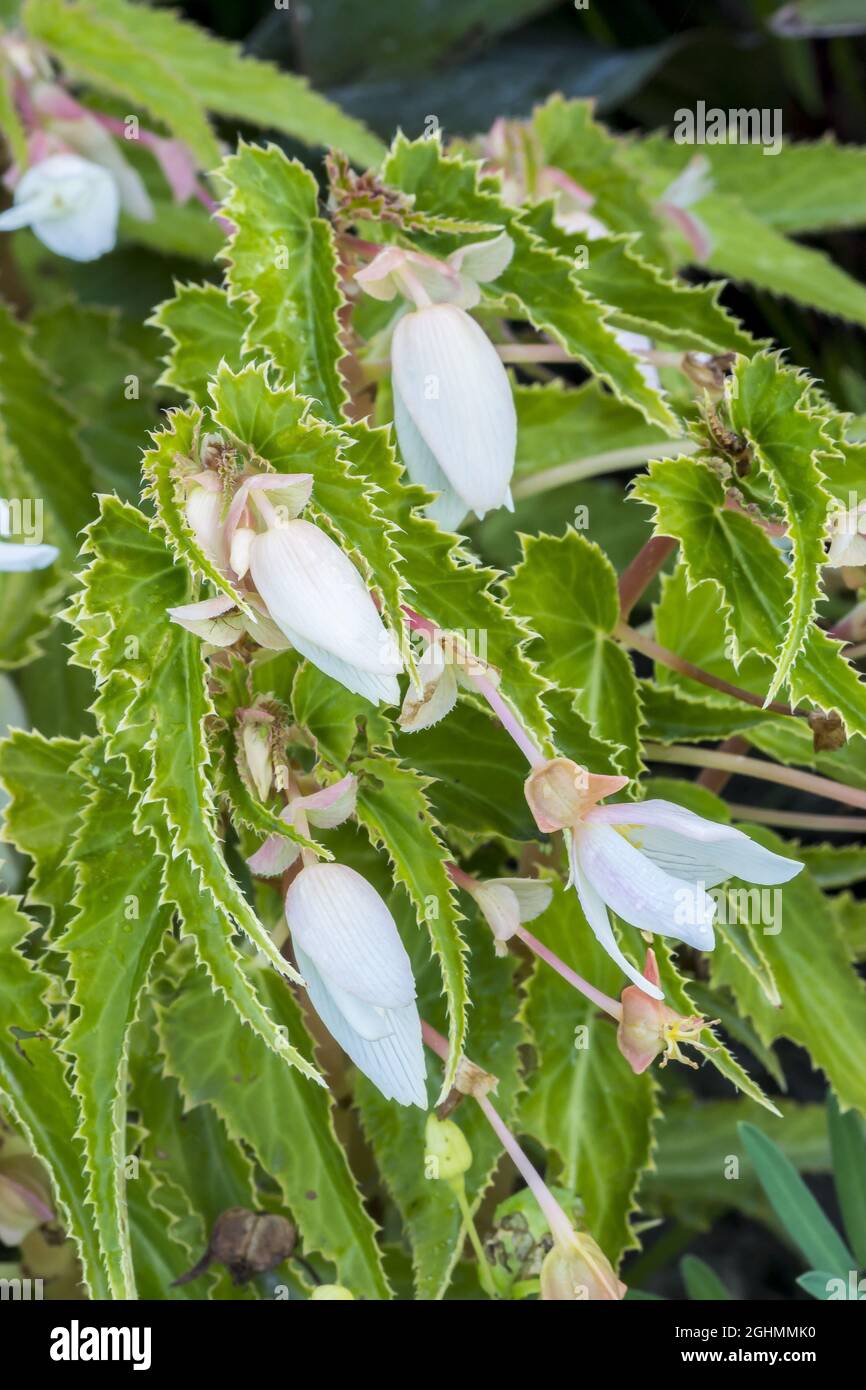 Begonia boliviensis 'Sun Cities Santa Barbara' Stock Photo - Alamy