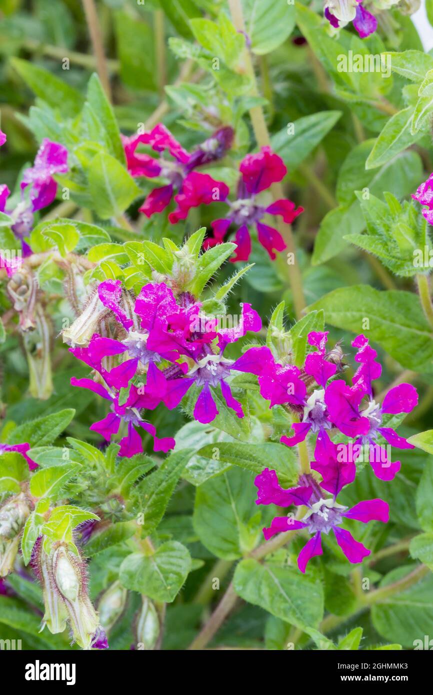 Cuphea llavea var. miniata Stock Photo - Alamy