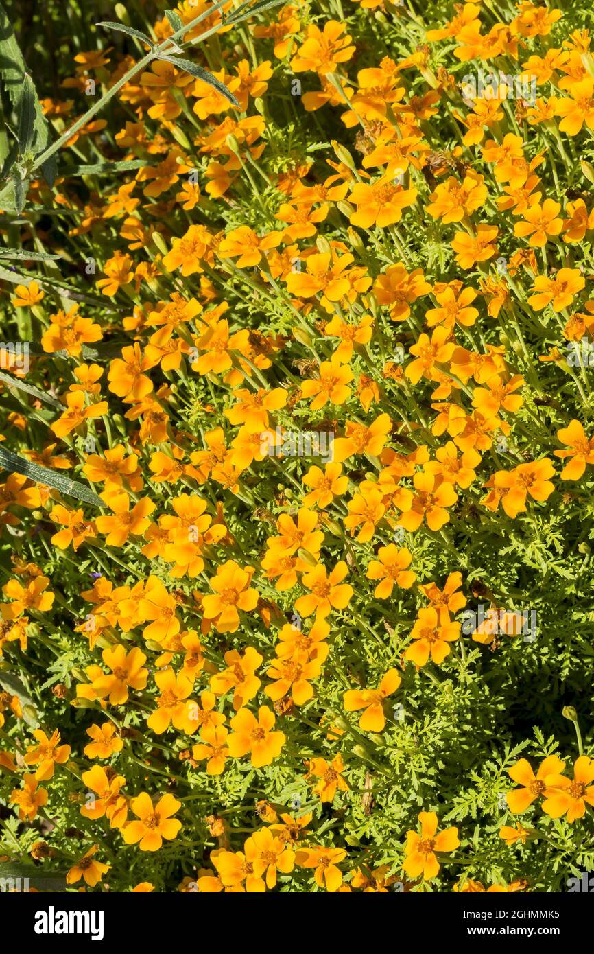 Signata pumila hi-res stock photography and images - Alamy