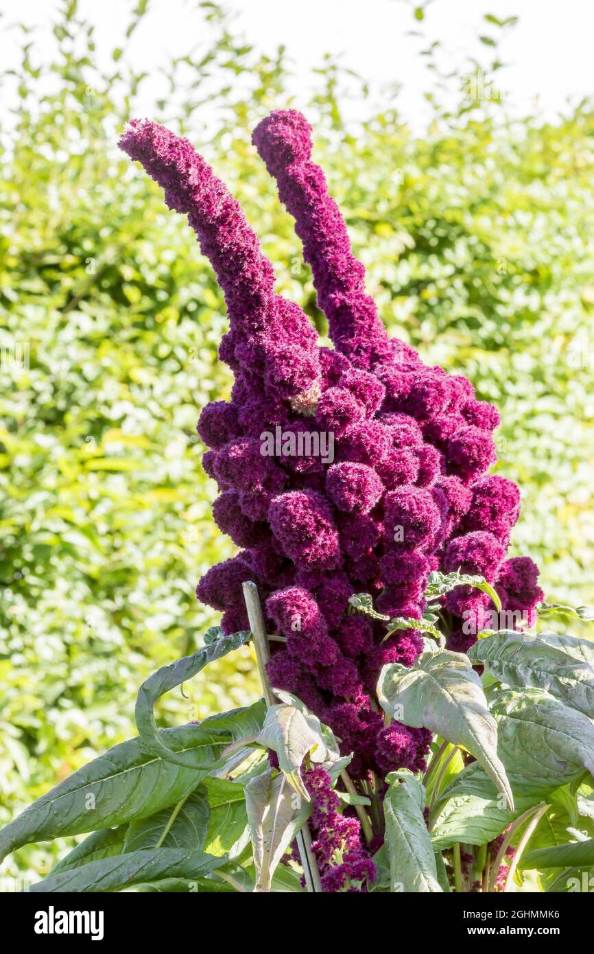 Amaranthus gangeticus 'Tête d'Elephant' Stock Photo - Alamy
