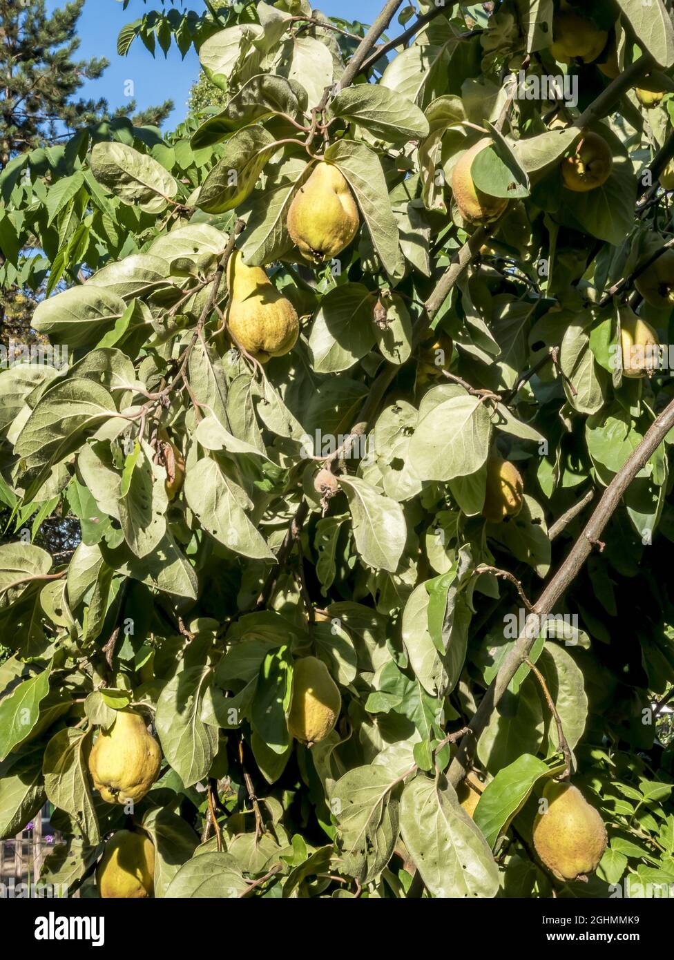 Cydonia oblonga 'Geant de Vranja' Stock Photo - Alamy