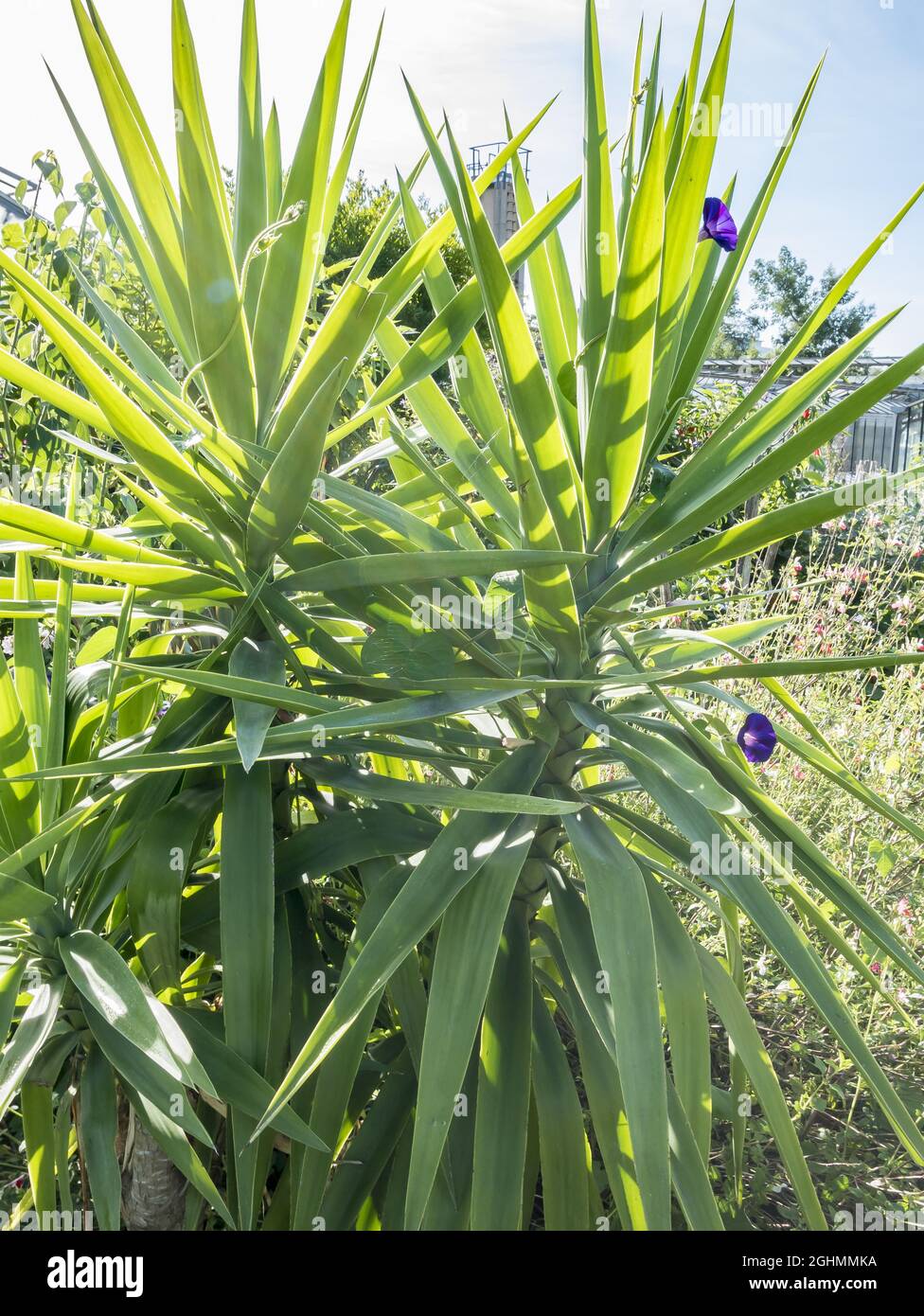 Spineless yuccas yucca elephantipes hi-res stock photography and images ...
