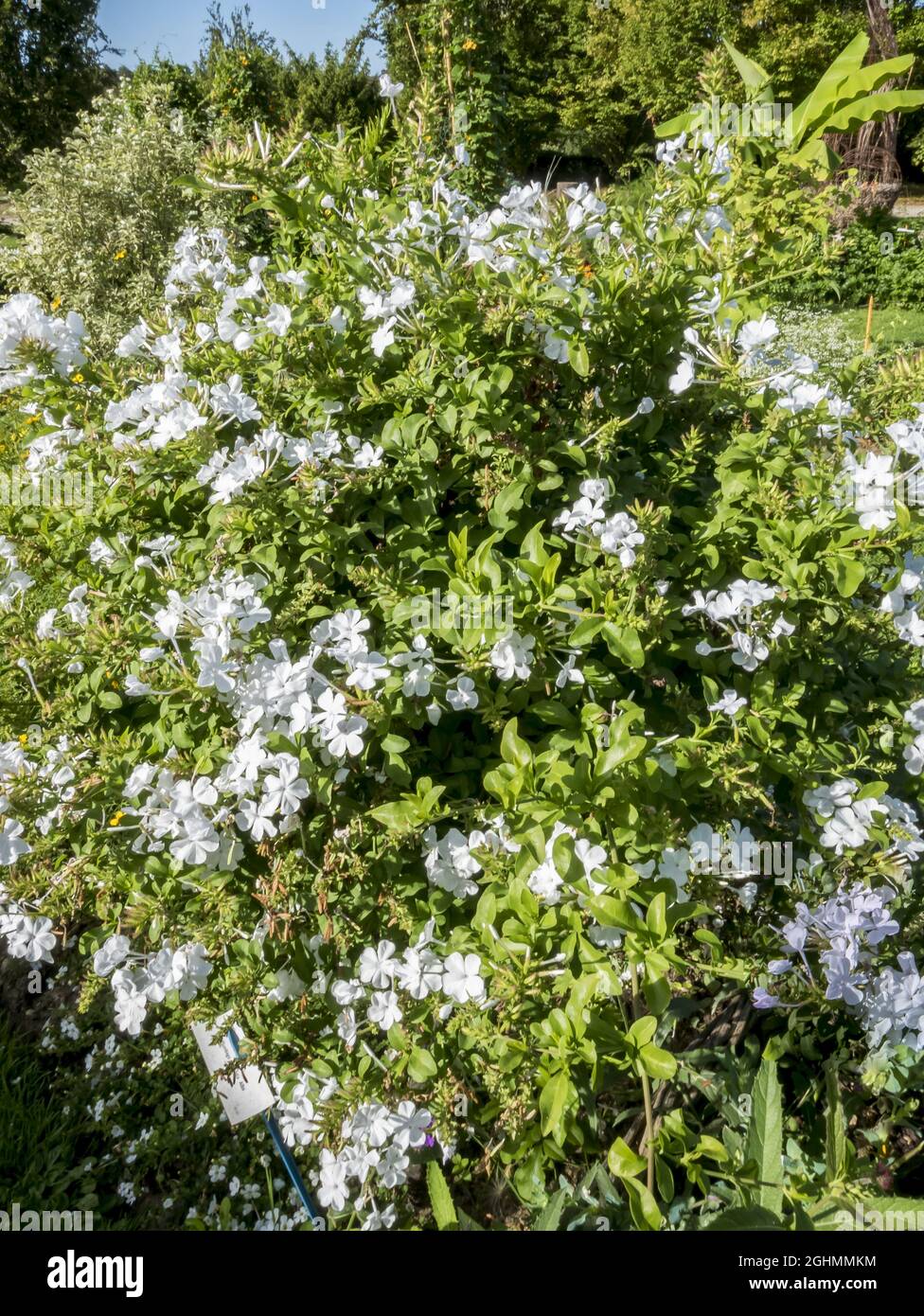 Plumbago Auriculata High Resolution Stock Photography and Images - Alamy