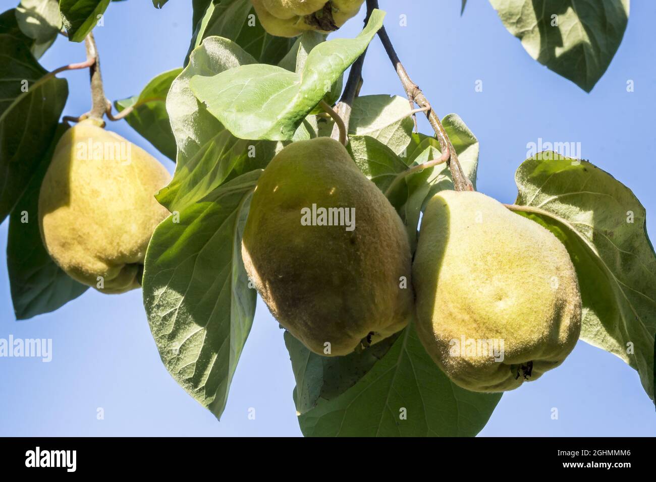 Cydonia oblonga 'Geant de Vranja' Stock Photo - Alamy