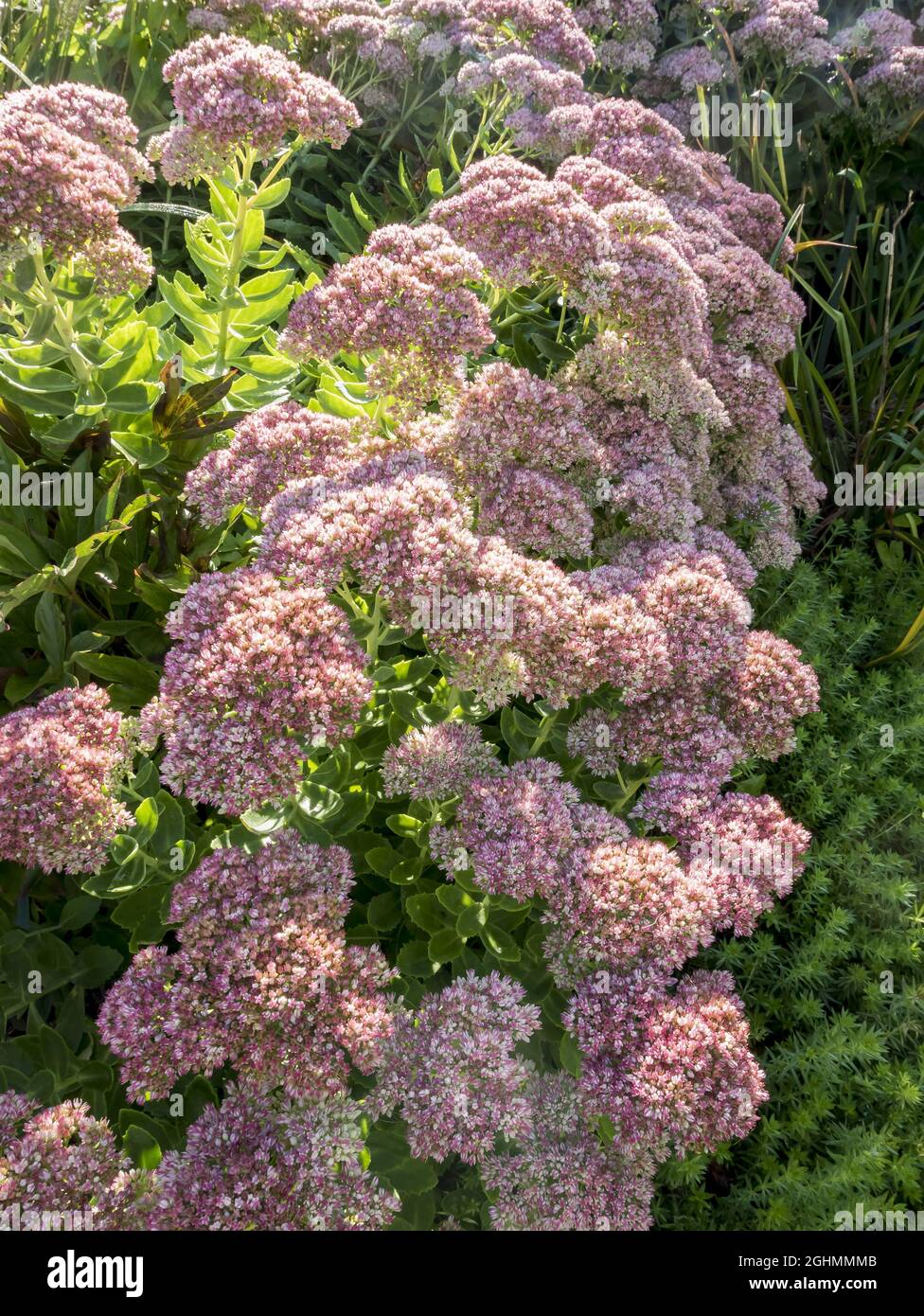 Sedum spectabile 'Brilliant' Stock Photo - Alamy