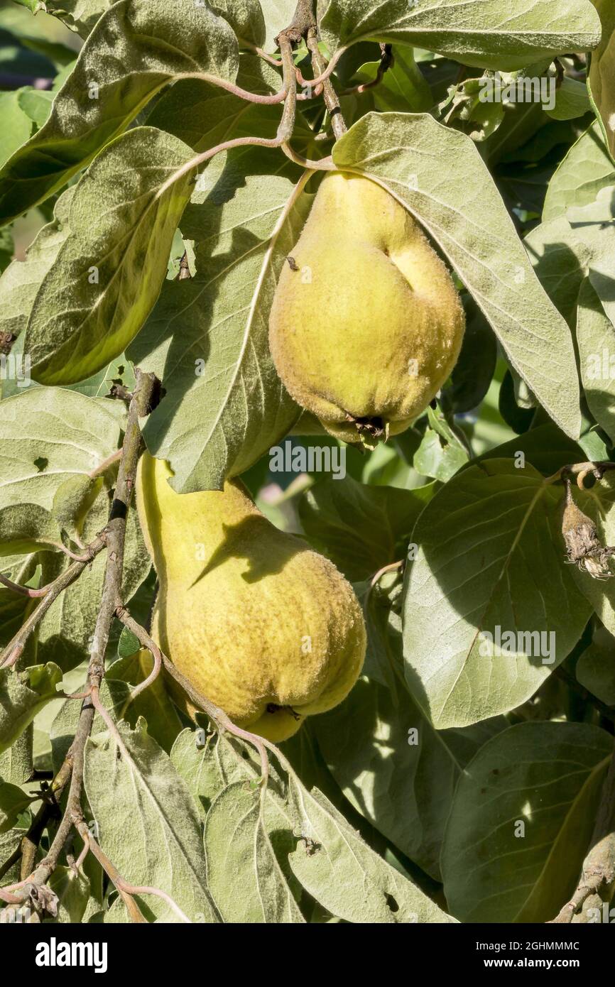 Cydonia oblonga 'Geant de Vranja' Stock Photo - Alamy