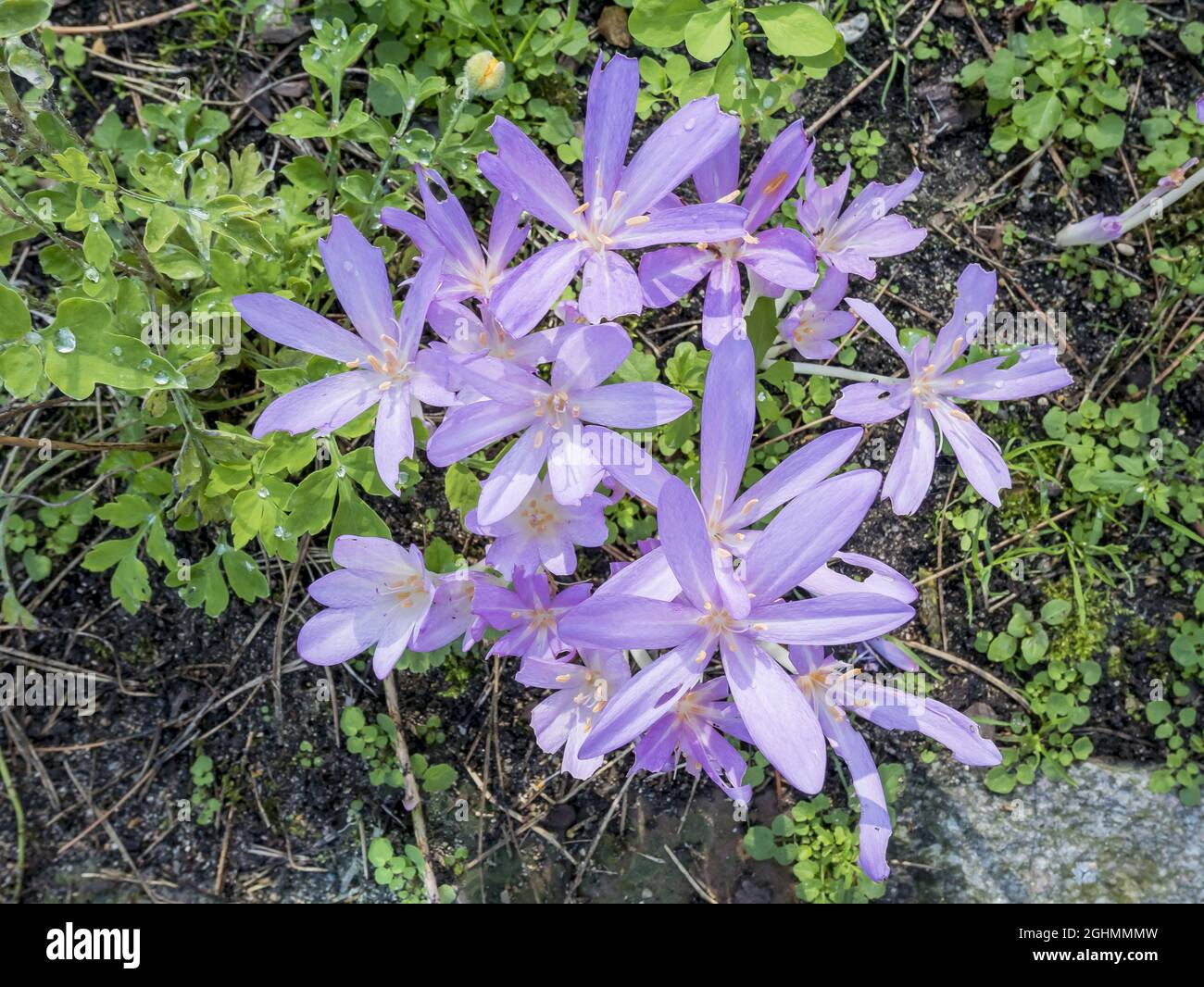 Colchicum autumnale hi-res stock photography and images - Alamy