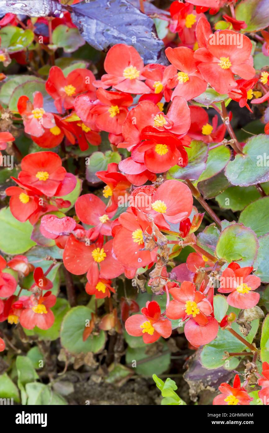 Begonia semperflorens 'Ambassador Scarlet' Stock Photo - Alamy