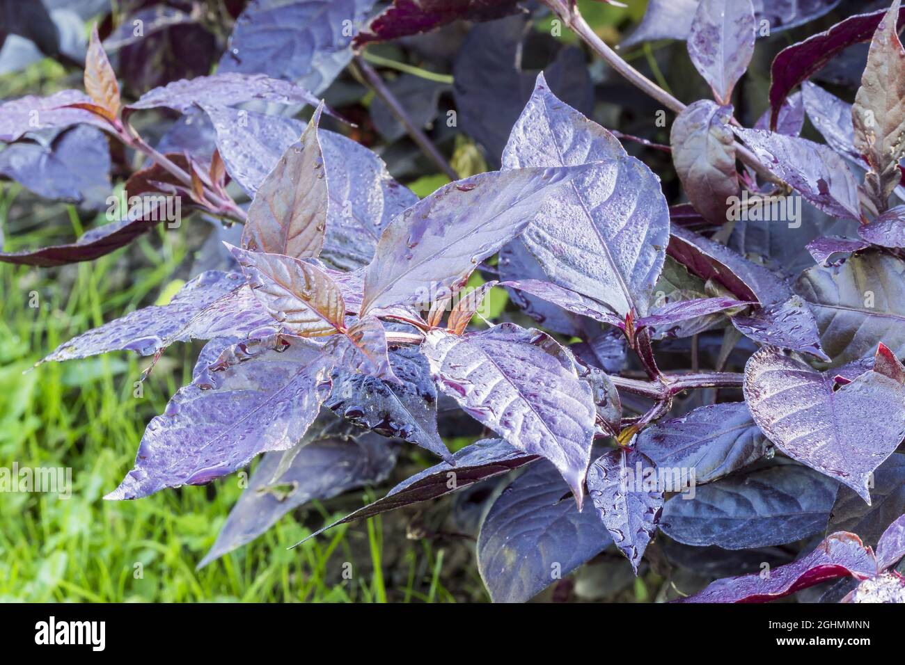 Alternanthera dentata 'Purple Knight' Stock Photo - Alamy