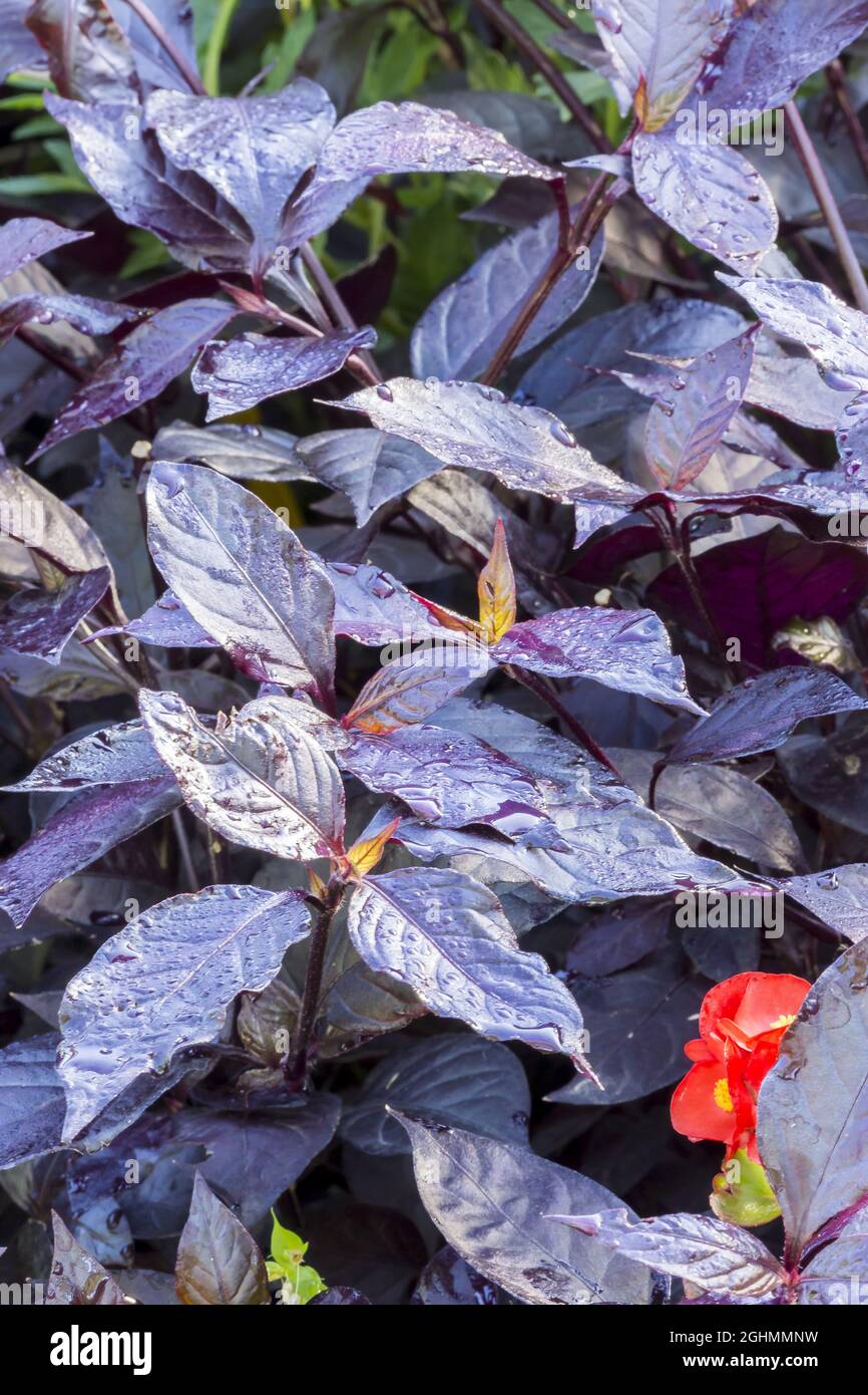 Alternanthera dentata 'Purple Knight' Stock Photo - Alamy