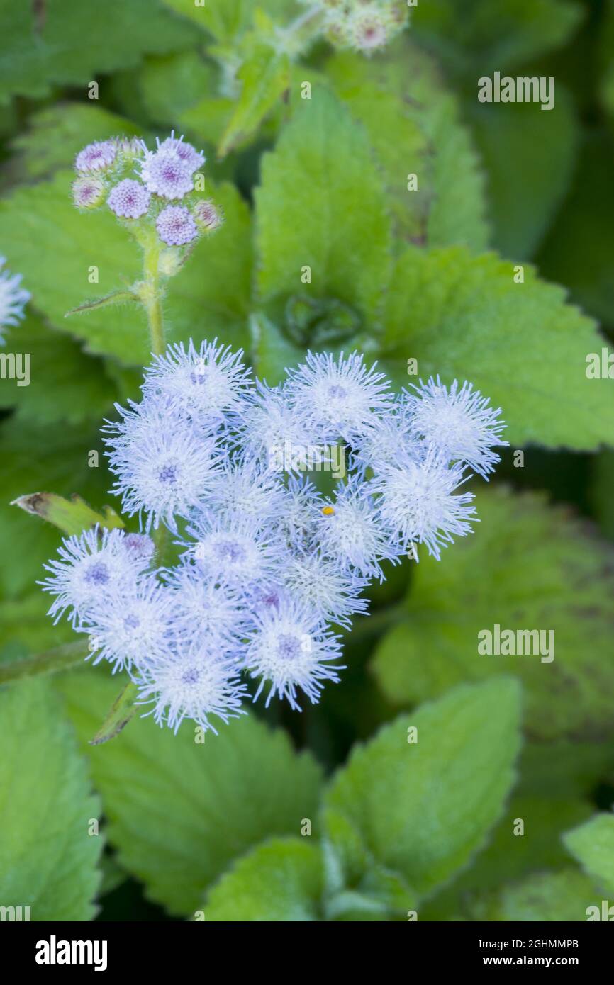 Ageratum houstonianum 'Bouture' Stock Photo - Alamy