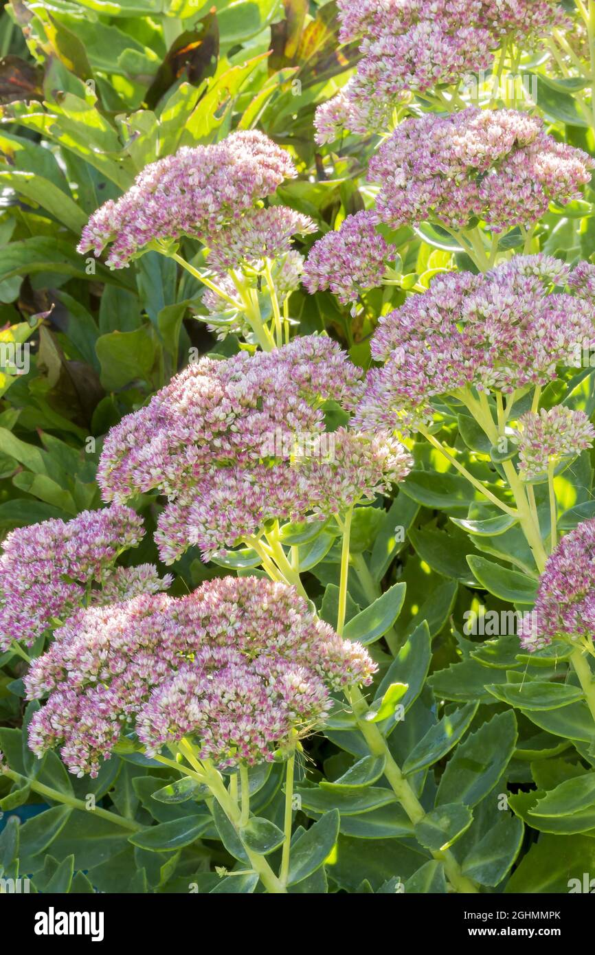 Sedum spectabile 'Brilliant' Stock Photo - Alamy