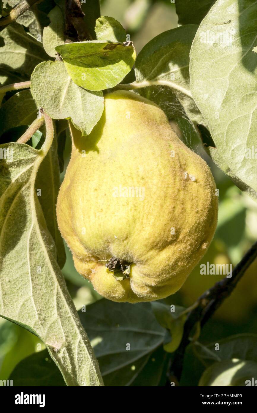 Cydonia oblonga 'Geant de Vranja' Stock Photo - Alamy