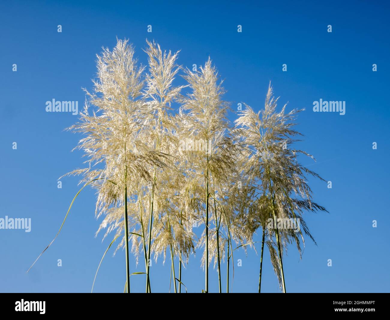 Cortaderia selloana 'Aureolineata' Stock Photo - Alamy