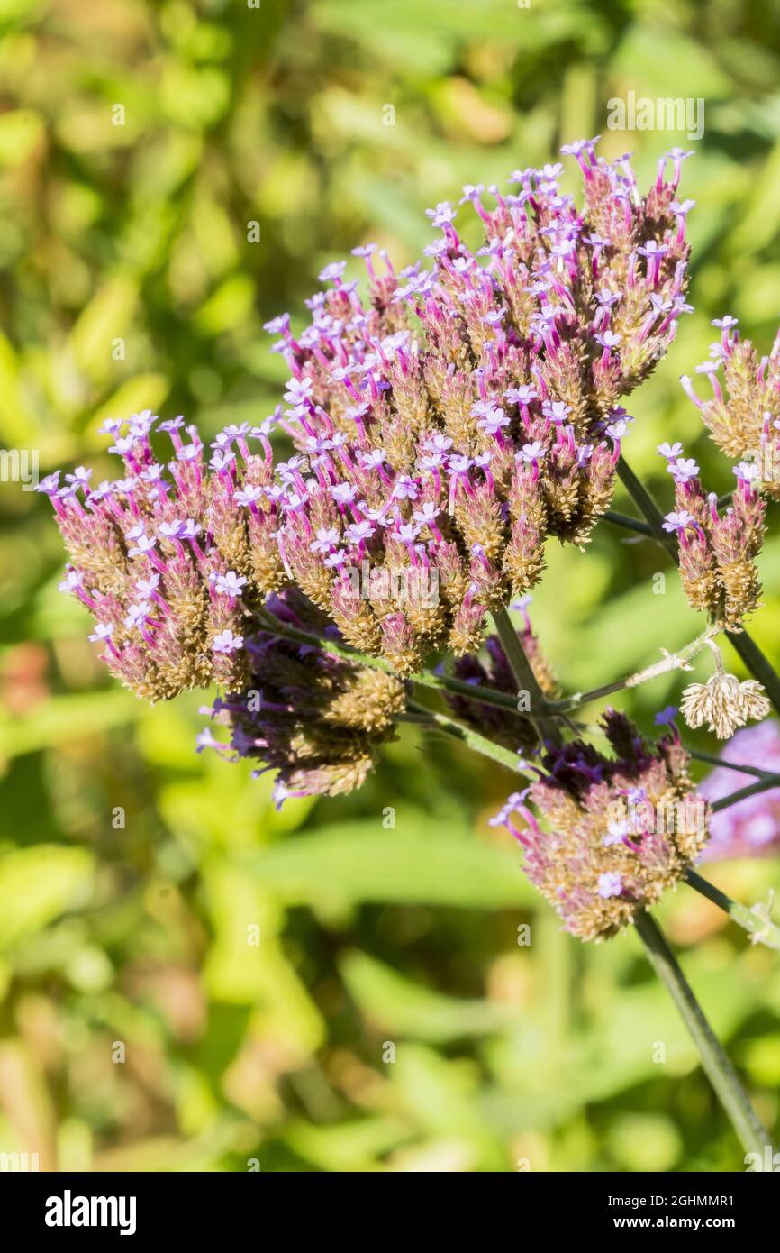 Verbena sp verbenaceae hi-res stock photography and images - Alamy