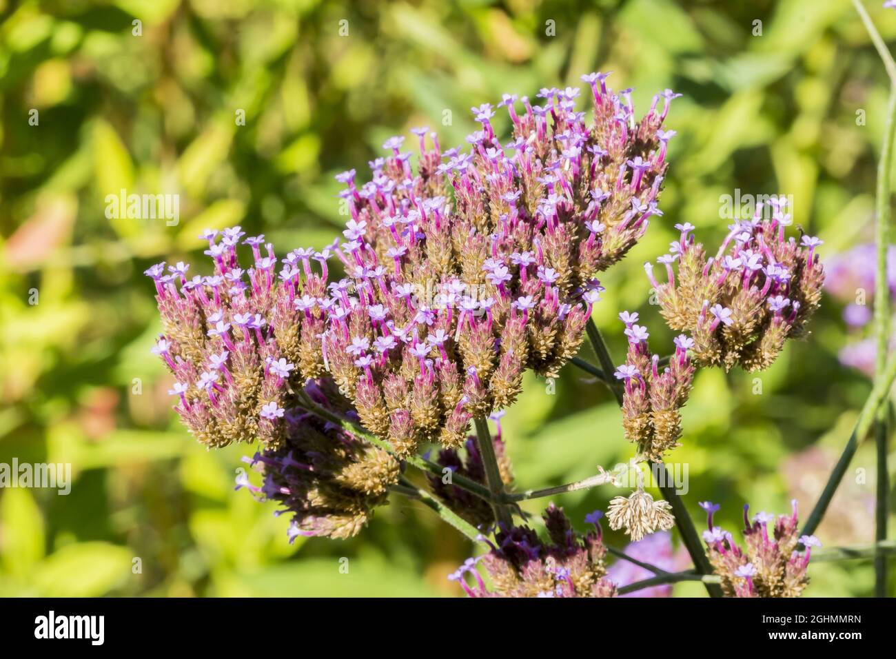 Verbena sp verbenaceae hi-res stock photography and images - Alamy