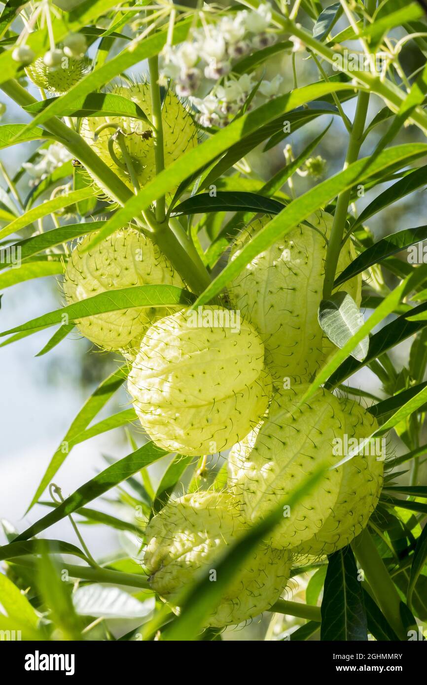 Gomphocarpus physocarpa hi-res stock photography and images - Alamy