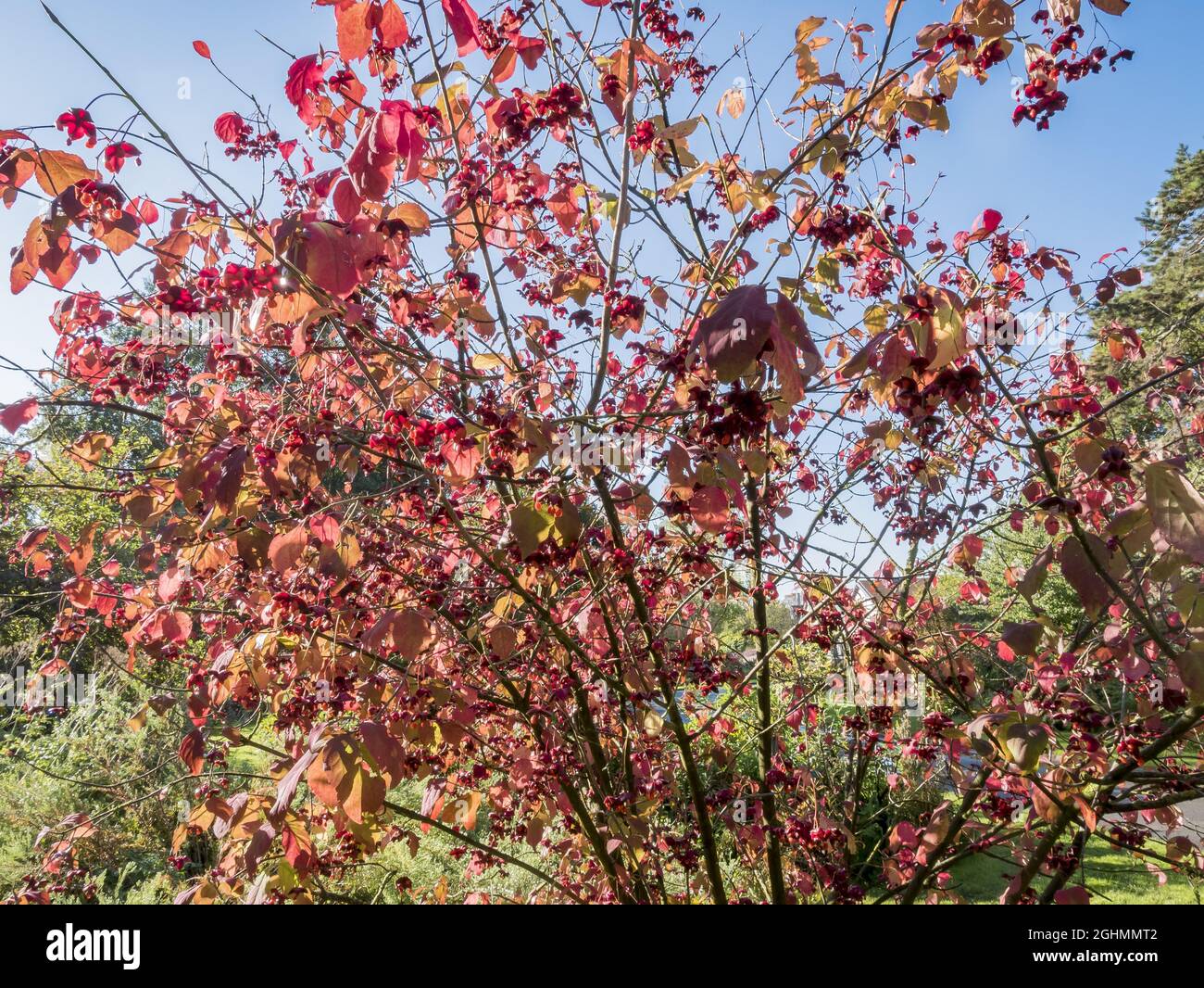 Flat Stalked Spindle Tree High Resolution Stock Photography and Images ...