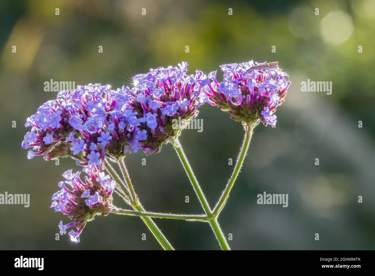 Verbena sp verbenaceae hi-res stock photography and images - Alamy