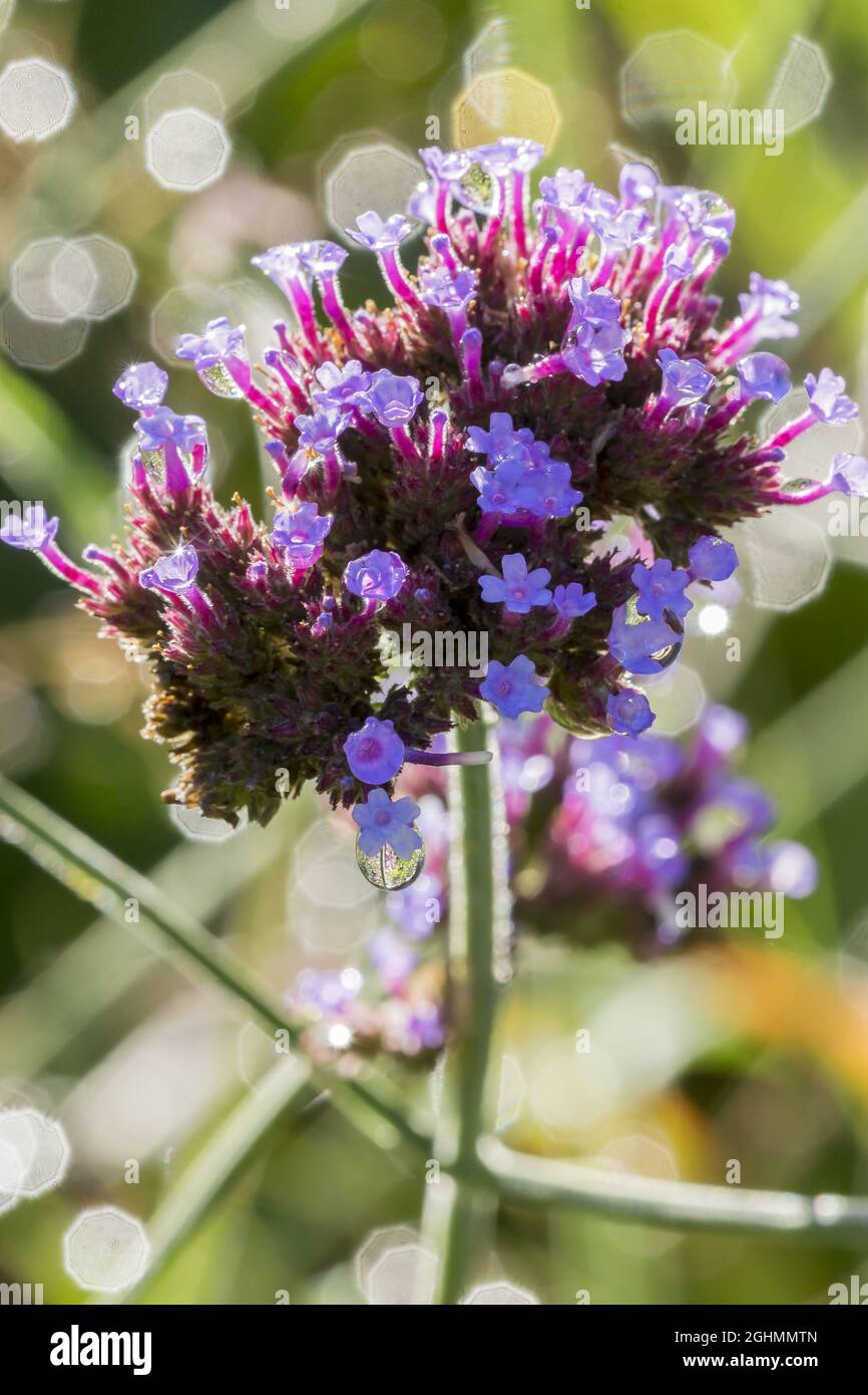 Verbena sp verbenaceae hi-res stock photography and images - Alamy