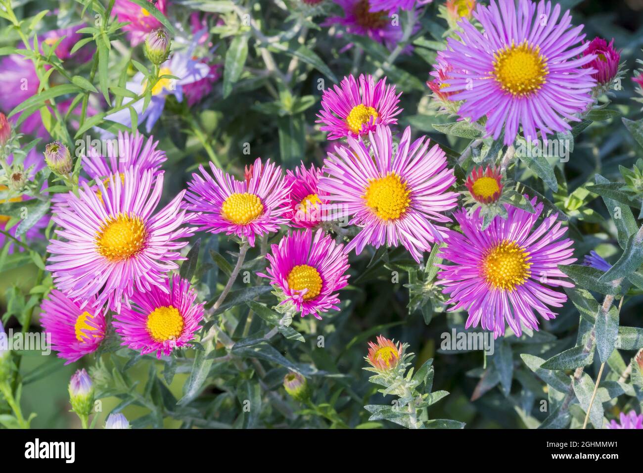Aster novae-angliae 'Barr's Pink' Stock Photo - Alamy