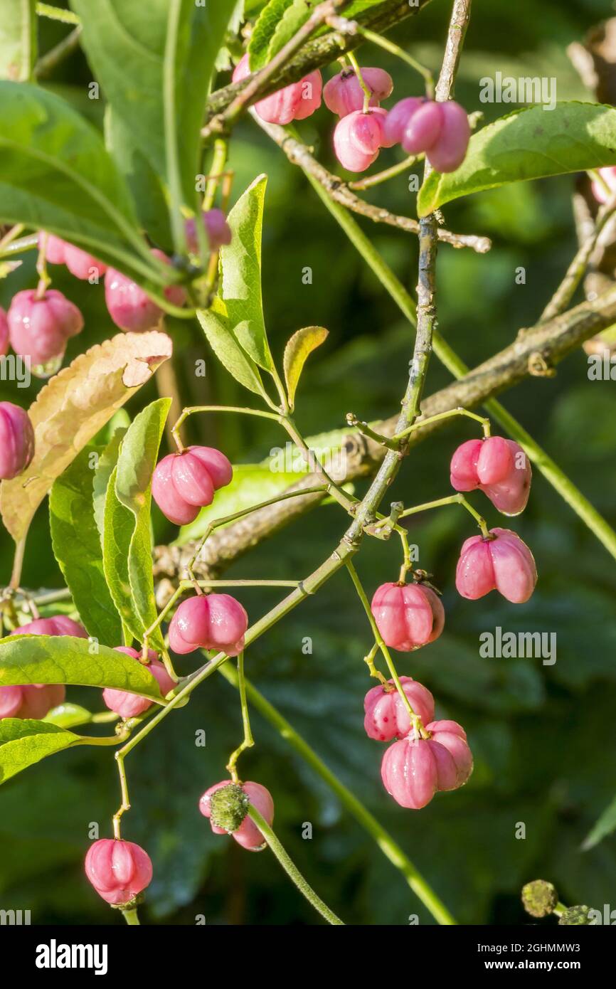 Euonymus hamiltonianus ssp. siebomdianus 'Red Elf' Stock Photo - Alamy