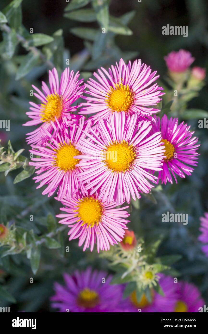 Aster novae-angliae 'Barr's Pink' Stock Photo - Alamy