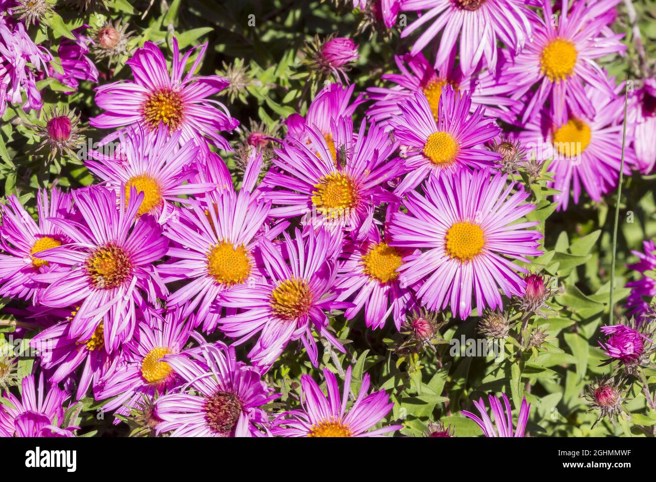 Aster amellus 'Pink Zenith' Stock Photo - Alamy