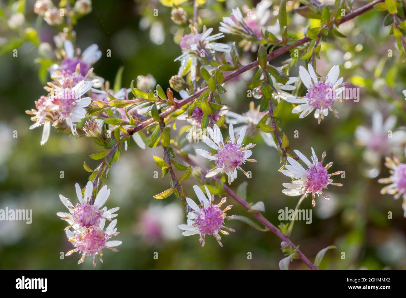 Aster lateriflorus 'Black Lady' Stock Photo - Alamy