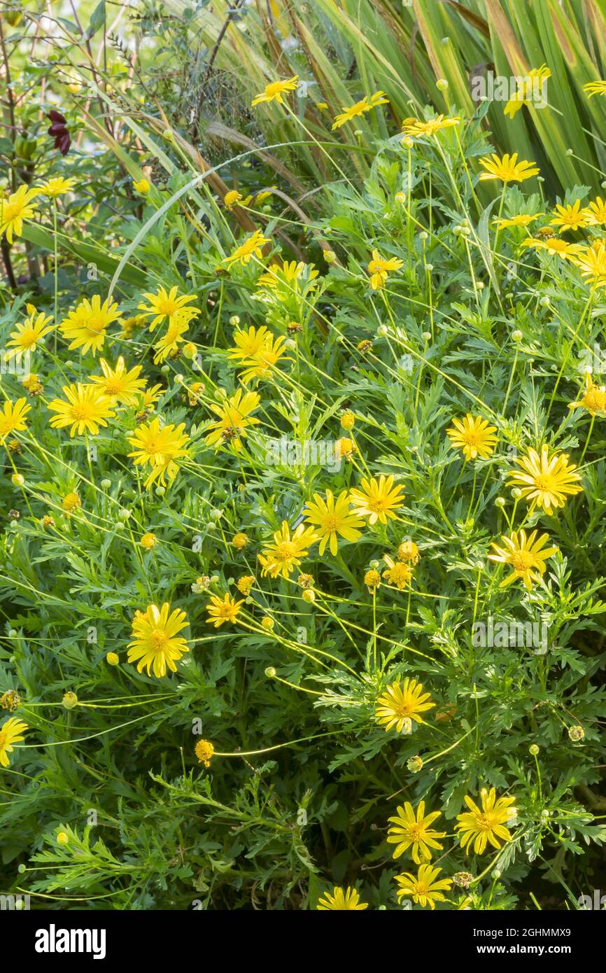 Euryops euryops sp hi-res stock photography and images - Alamy