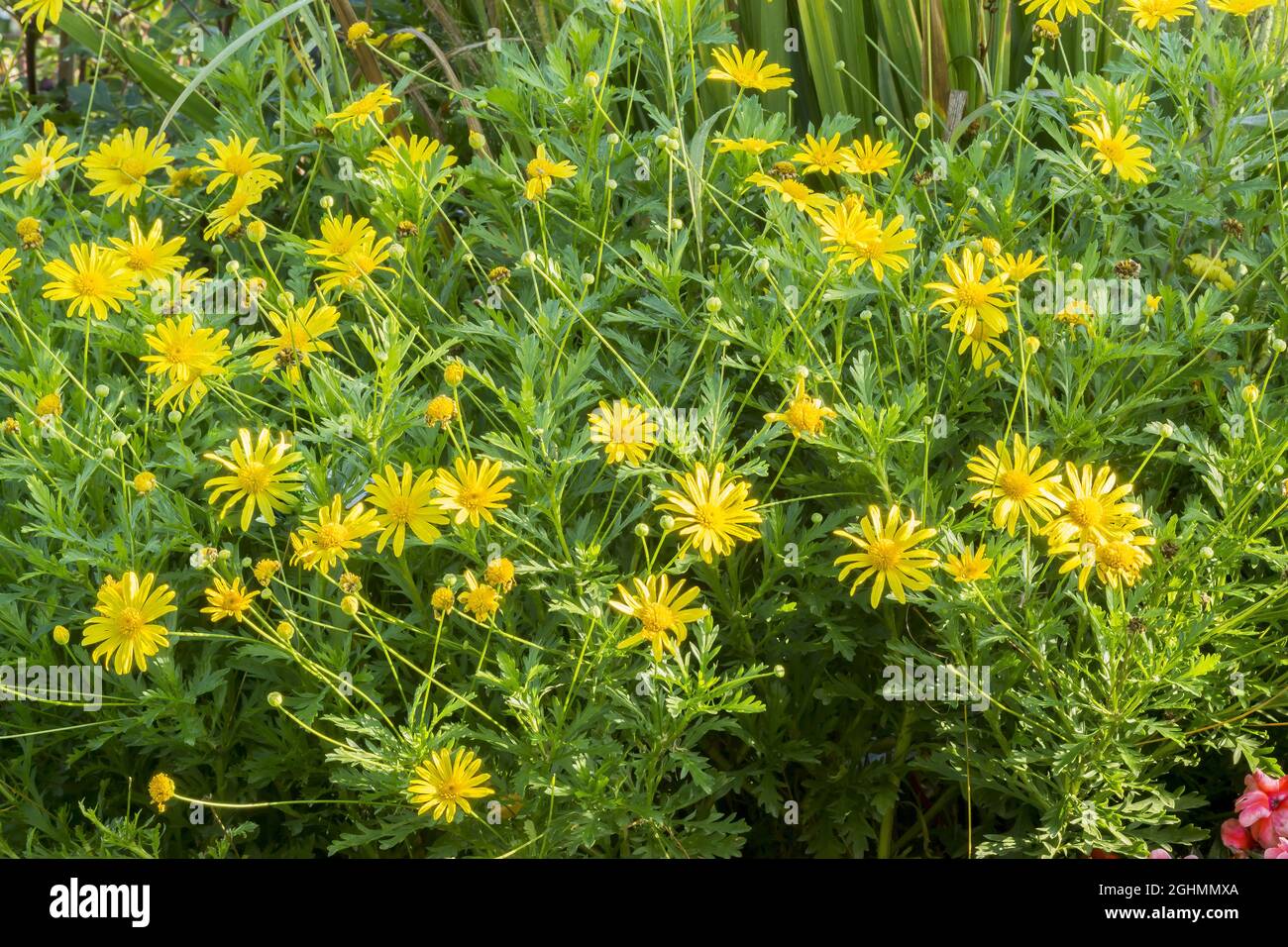 Euryops High Resolution Stock Photography and Images - Alamy