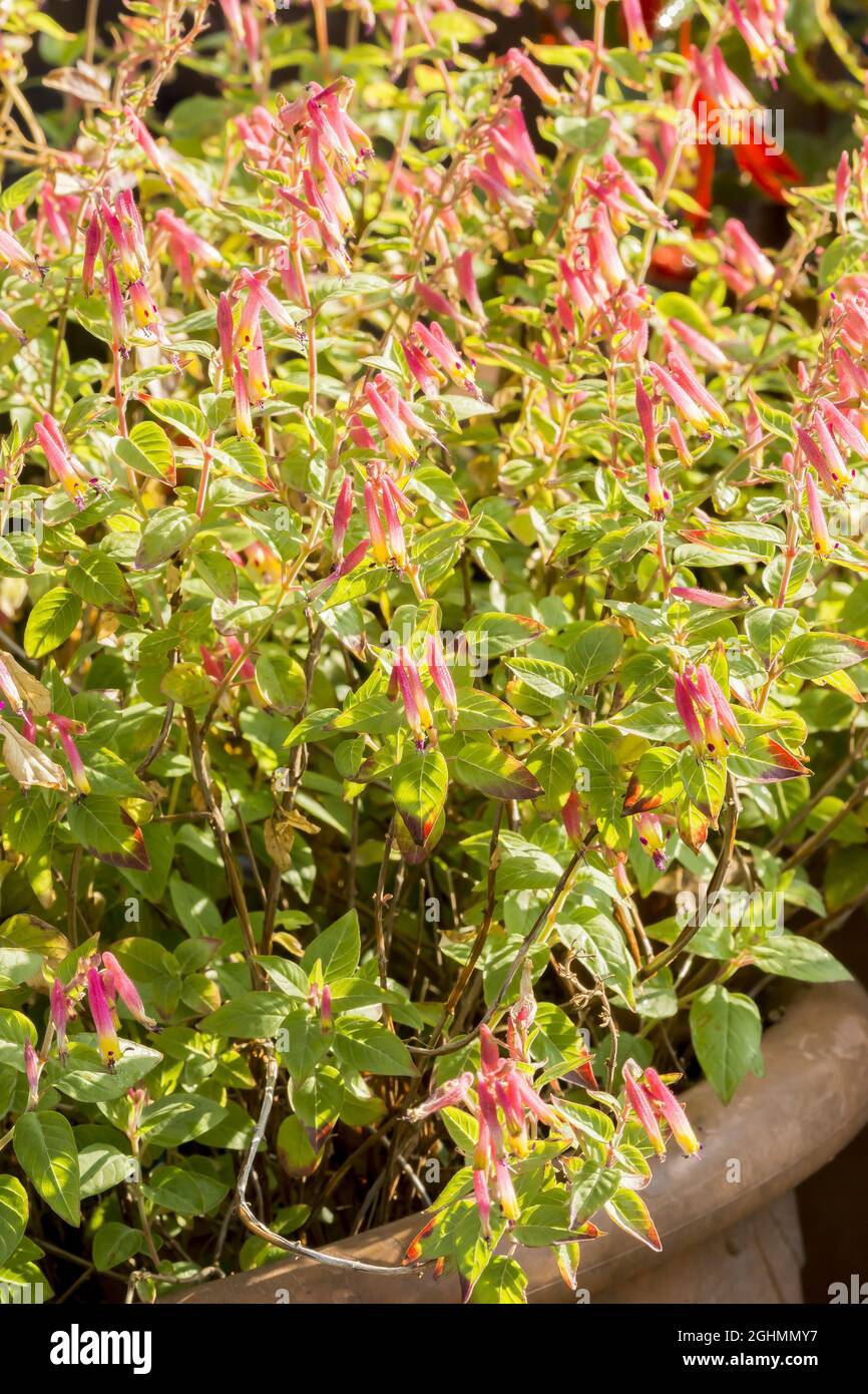 Cuphea flowers hi-res stock photography and images - Alamy