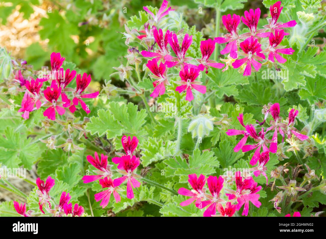 Pelargonium 'Concolor Lace' Stock Photo - Alamy
