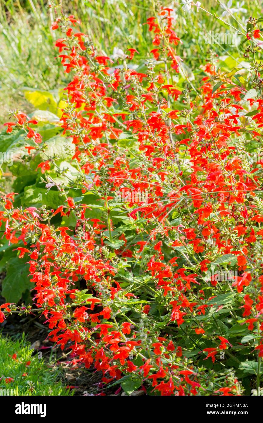 Salvia coccinea summer jewel hi-res stock photography and images - Alamy