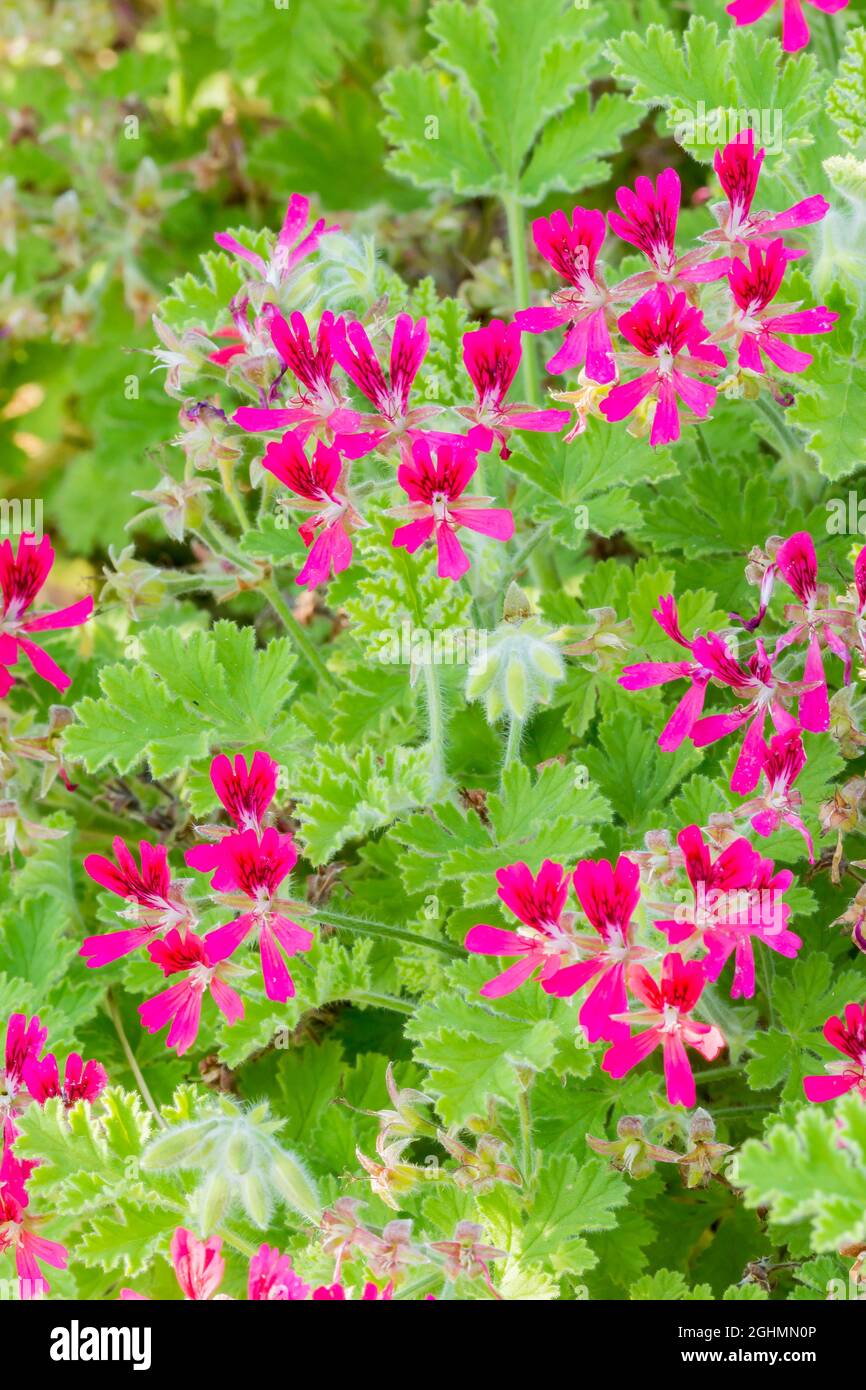 Pelargonium 'Concolor Lace' Stock Photo - Alamy