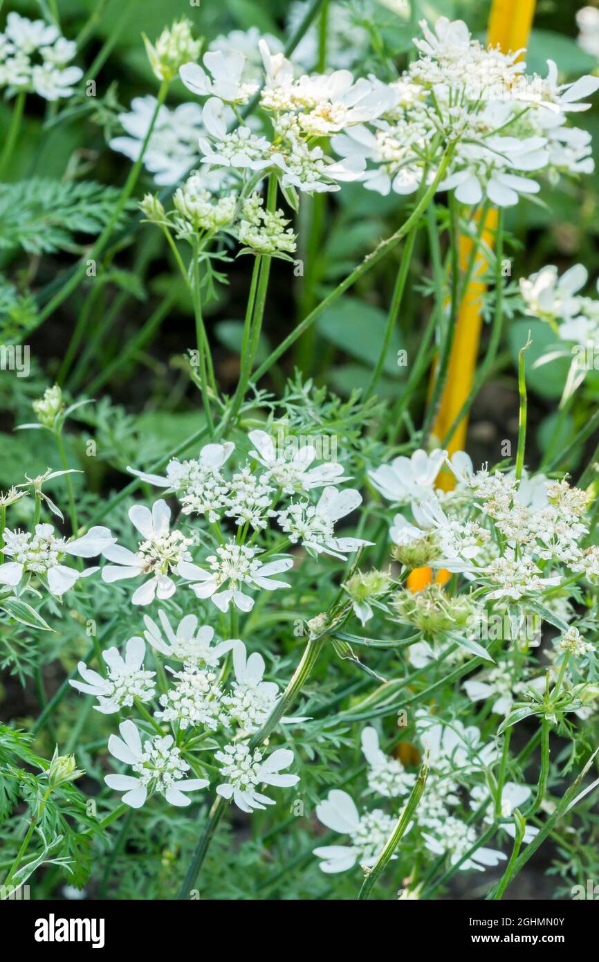 Orlaya orlaya sp hi-res stock photography and images - Alamy