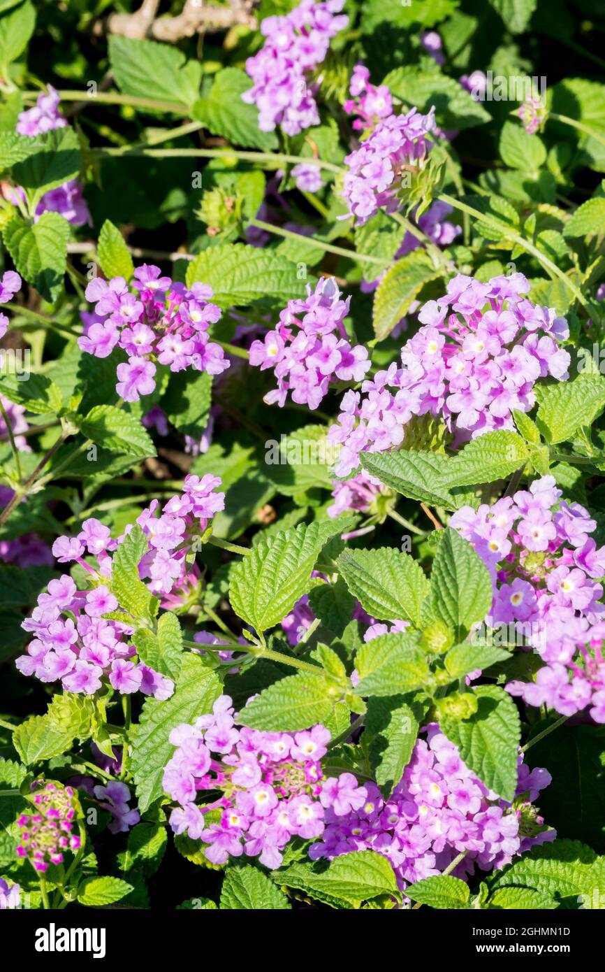 Purple Lantana High Resolution Stock Photography and Images - Alamy