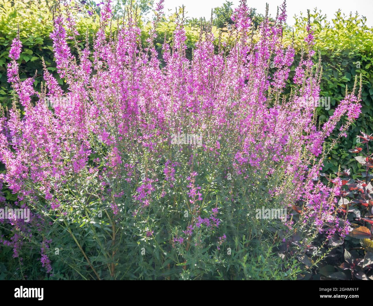 Lythrum virgatum 'Dropmore Purple' Stock Photo - Alamy